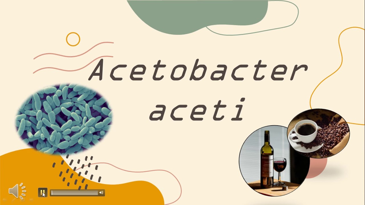 Acetobacter aceti - YouTube
