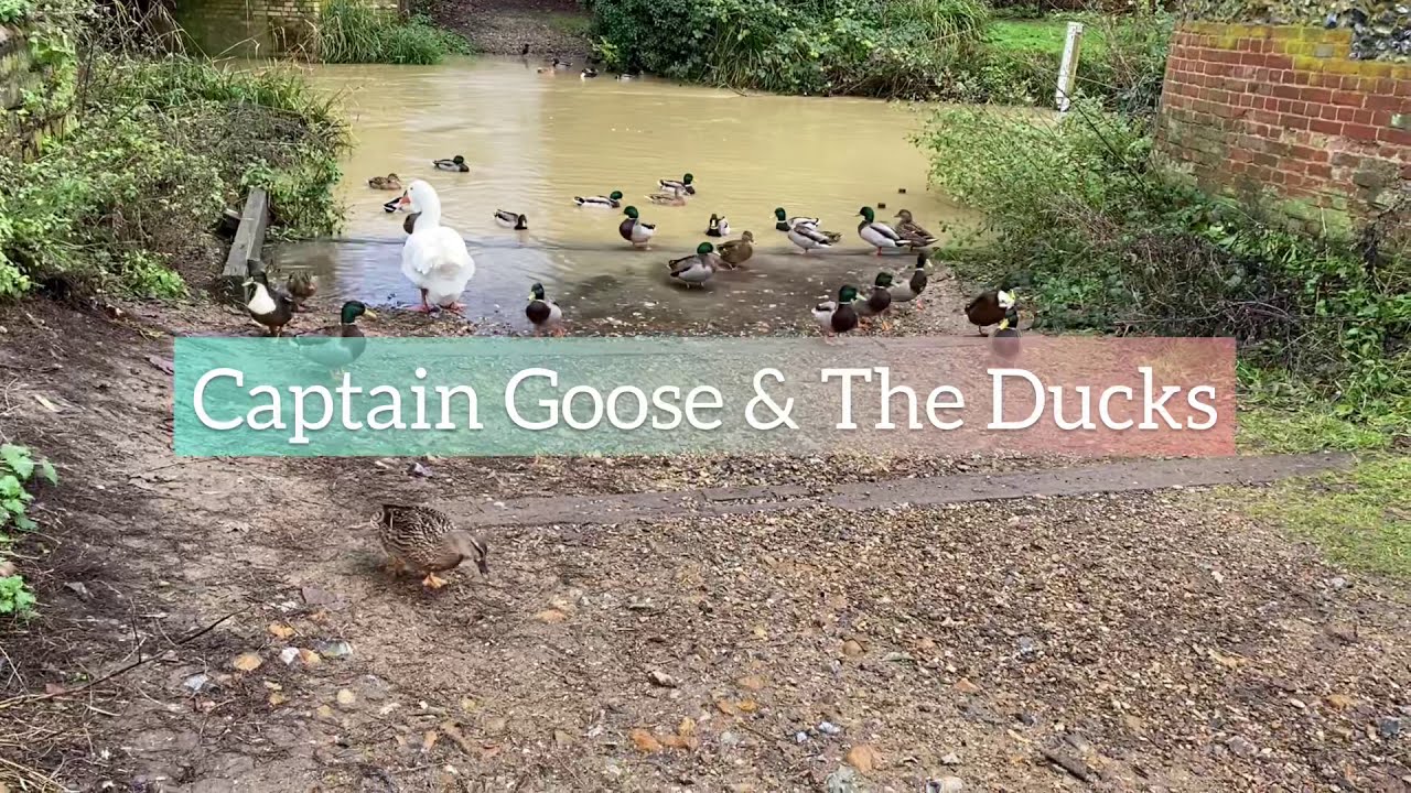 Captain Goose & The Ducks - YouTube