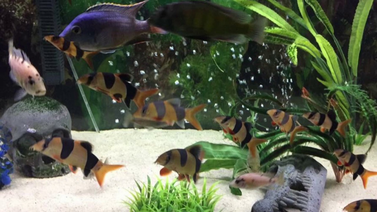 Welcome to Fish Freaks Plus - YouTube