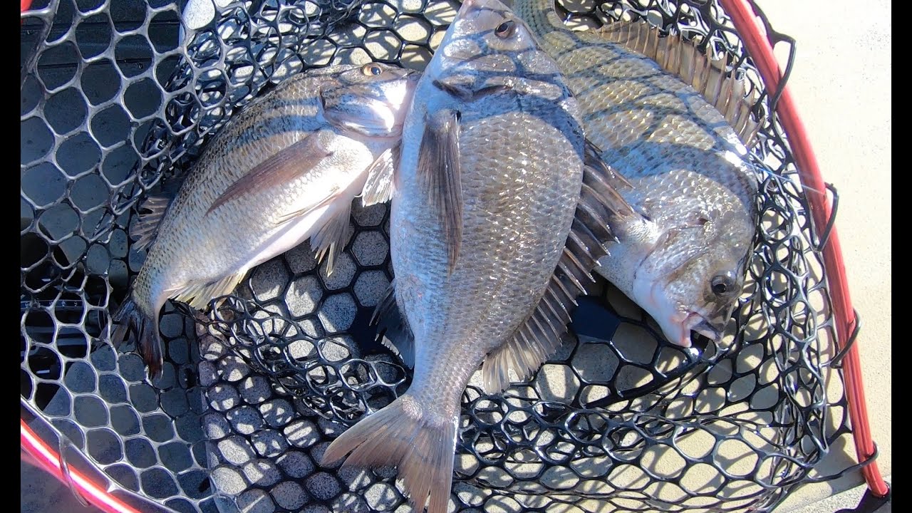 Onkaparinga River Grind - Bream Fishing - YouTube