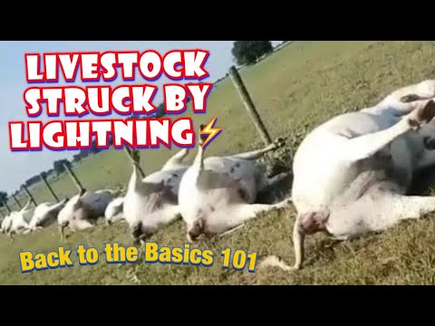 How To Protect Livestock From Lightning
