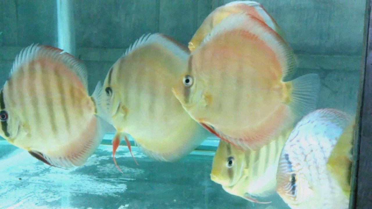 Blue Rim Red Cover 5" - YouTube