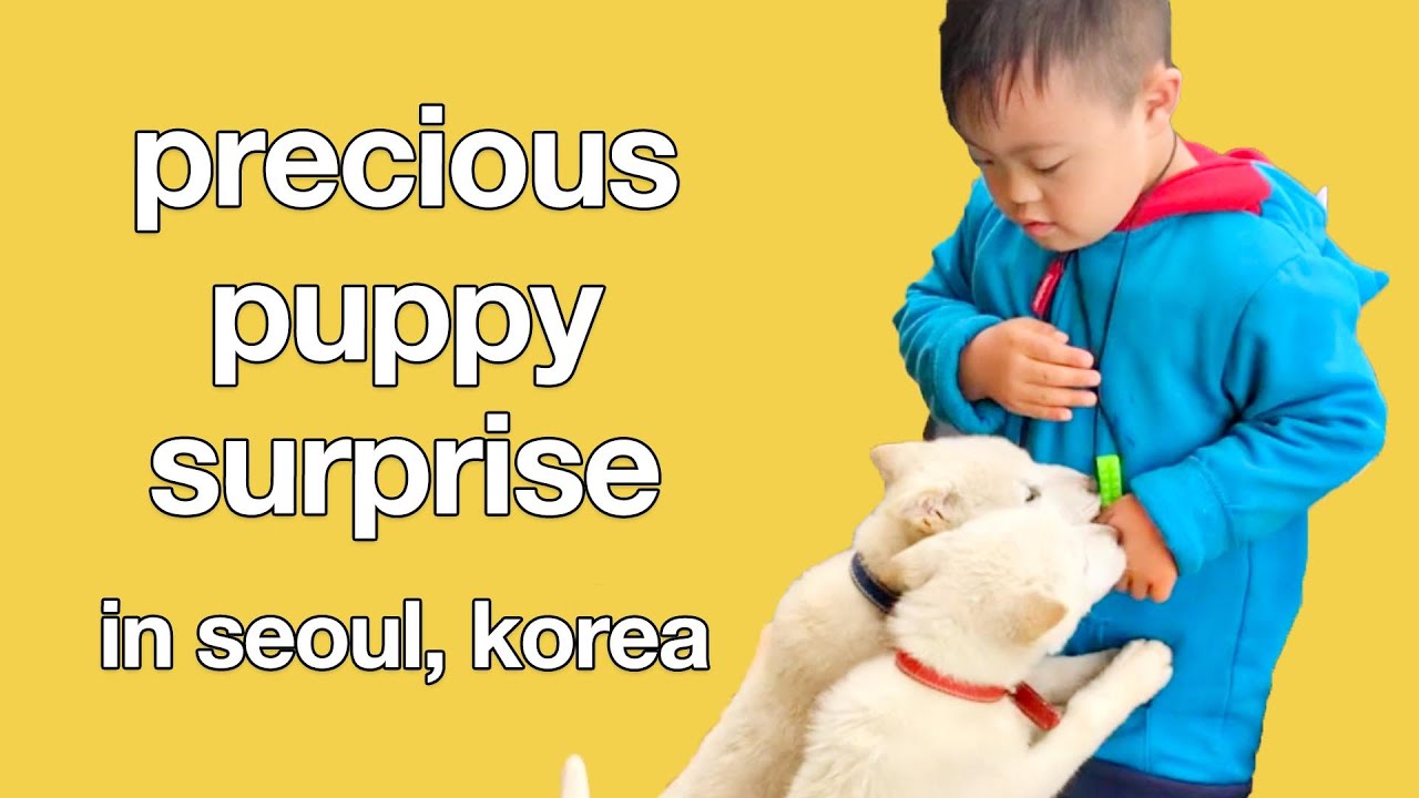 PUPPIES SURPRISE our son with Down Syndrome in Seoul Korea - YouTube