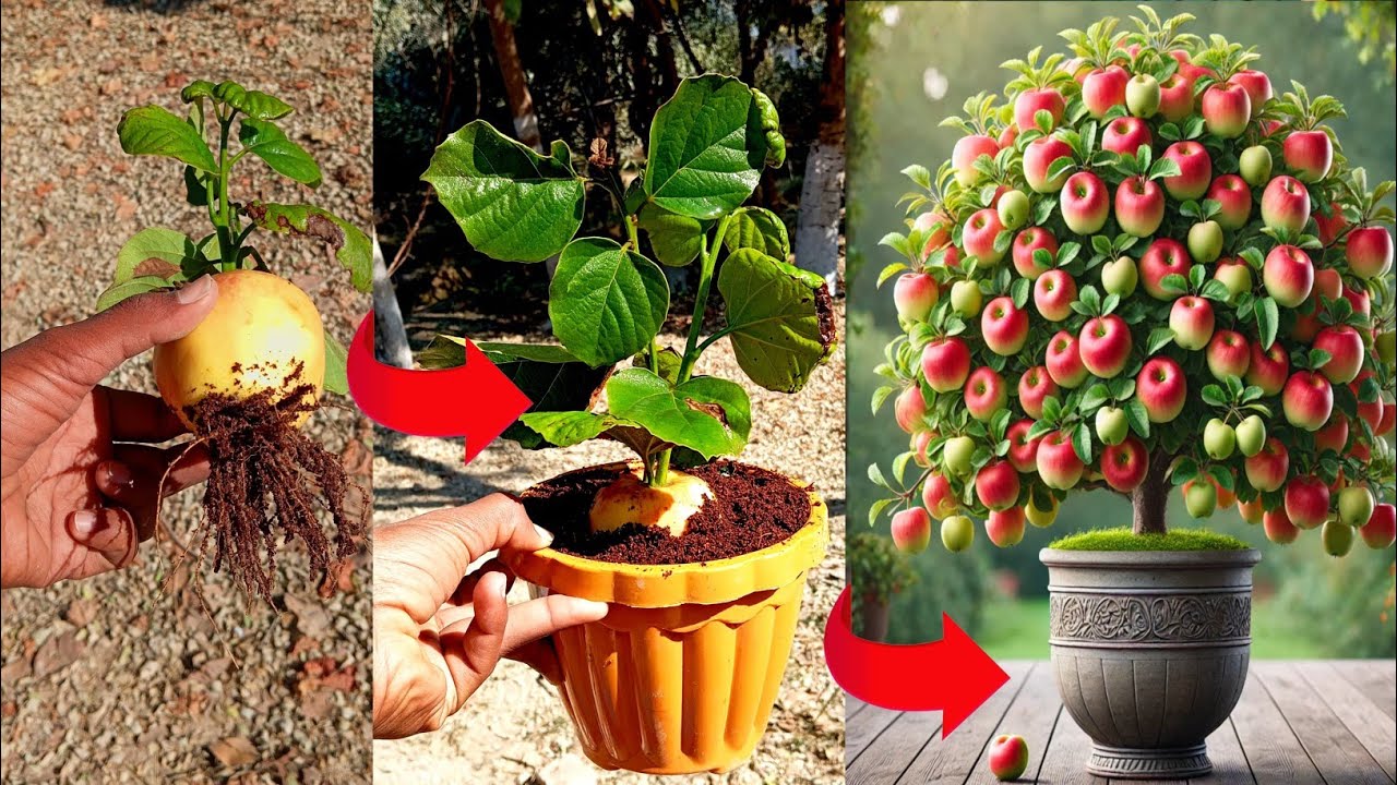 How to Grow an Apple Tree at Home - Easy & Natural Way - YouTube