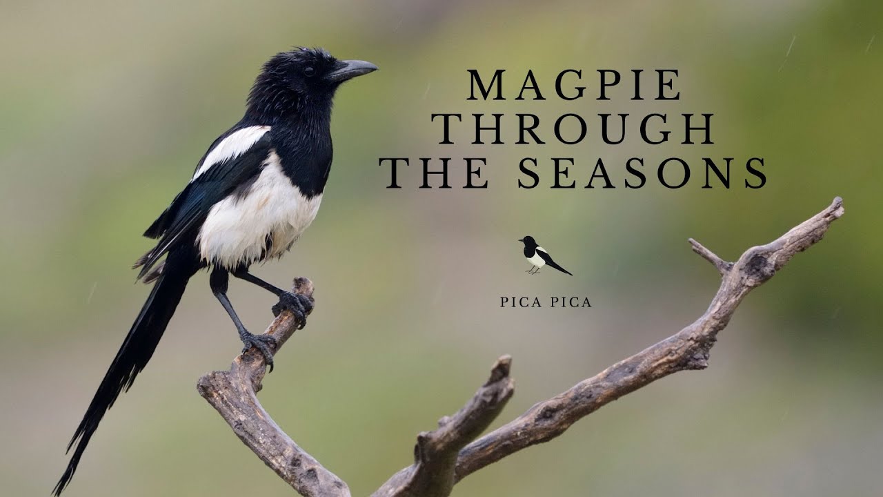 Magpie through all seasons - YouTube