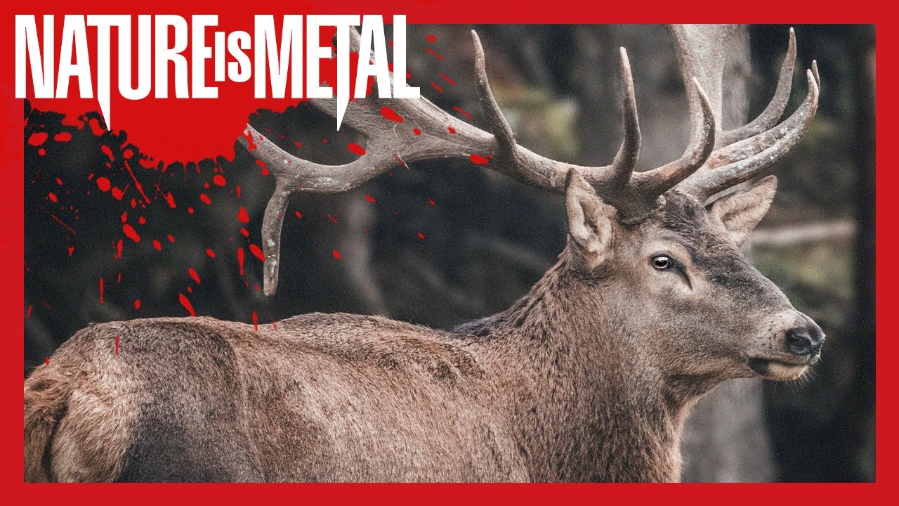 Rumble of Racks - Two Bucks Duke It Out - YouTube