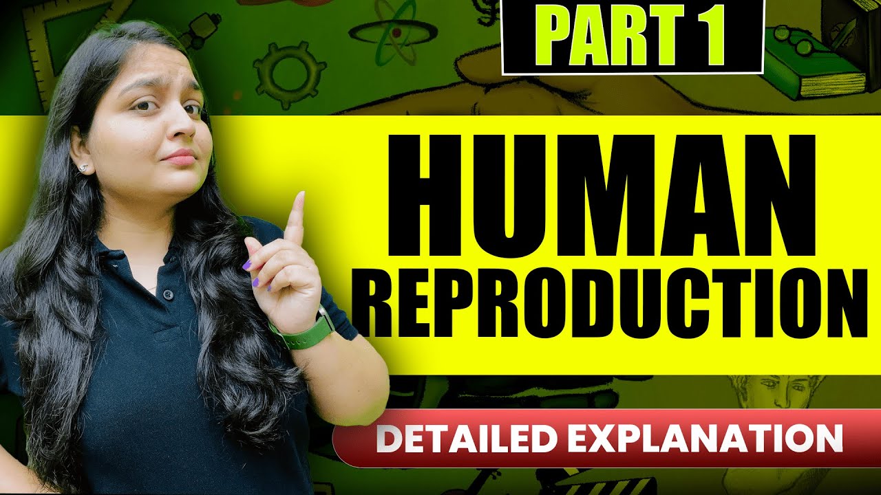 Class 12 Biology Chapter 3 | Human Reproduction Full Chapter ...
