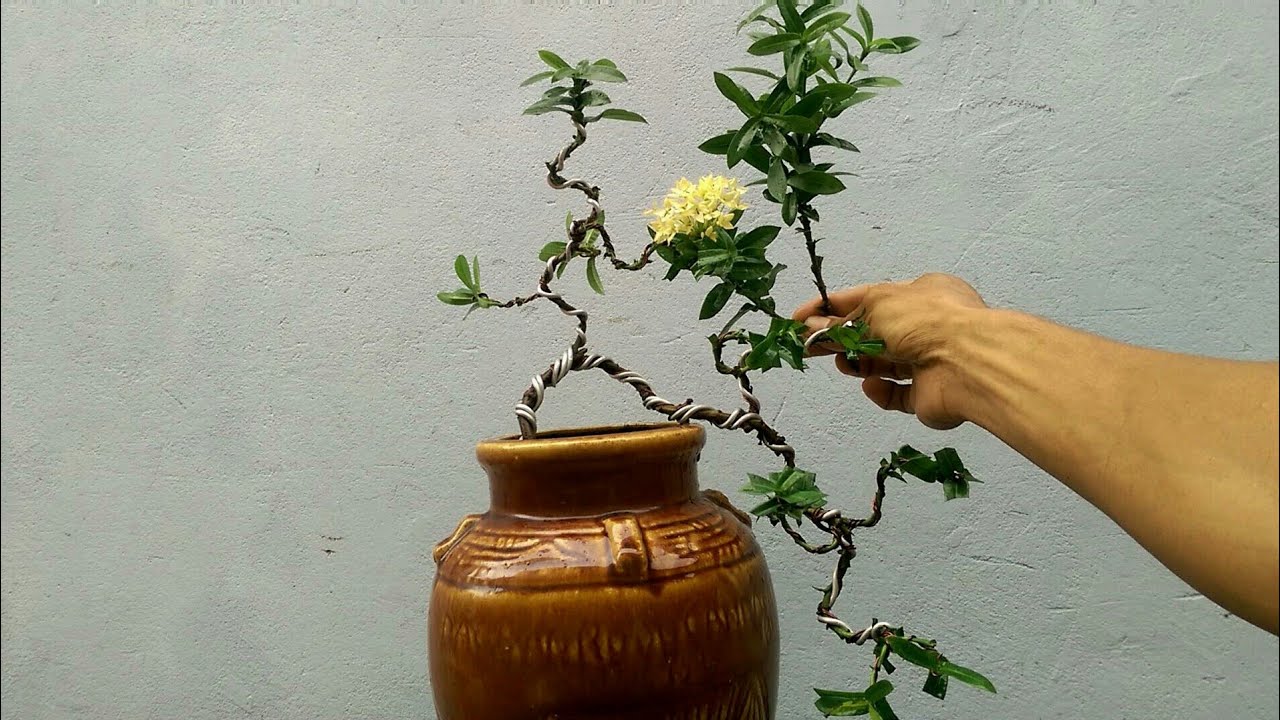 Tạo dáng cho cây trang vàng bonsai dáng thác đỗ mini để bàn trà - YouTube