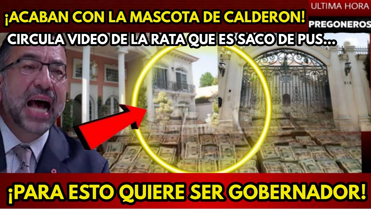 ¡ACABAN CON LA MASCOTA DE CALDERON! CIRCULA VIDEO DE LA RATA QUE ES ...