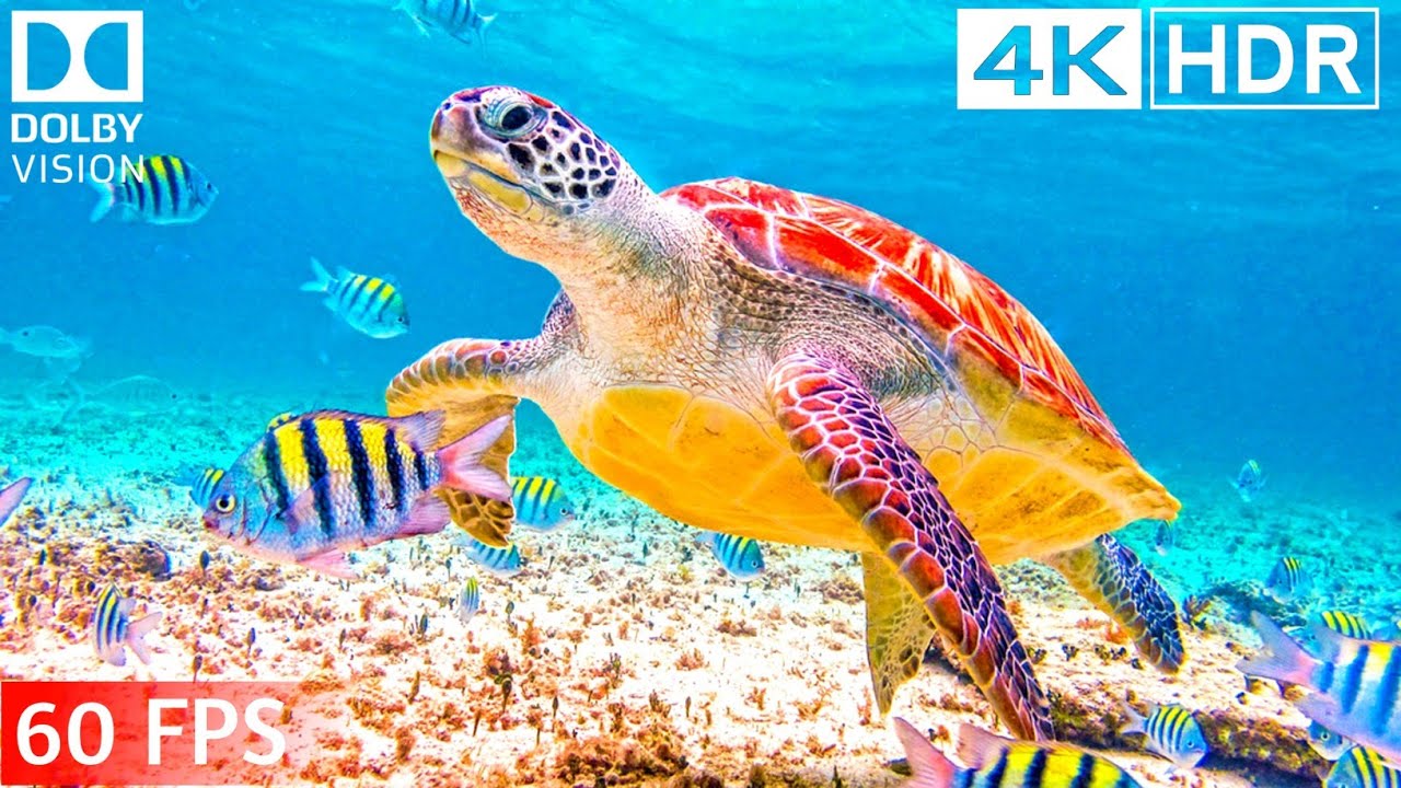 Aquatic Dolby Vision Demo 4K HDR 60fps 4K Video ULTRA HD - YouTube