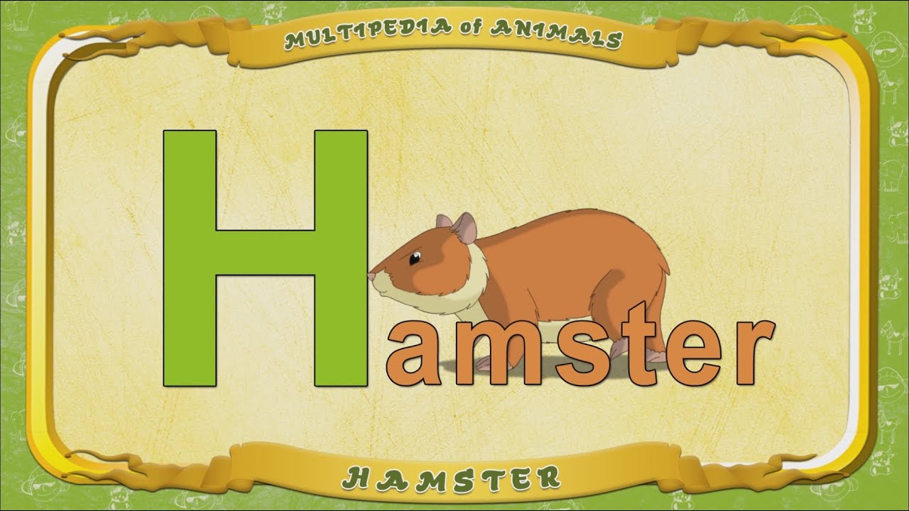 Multipedia of Animals. Letter H - Hamster - YouTube