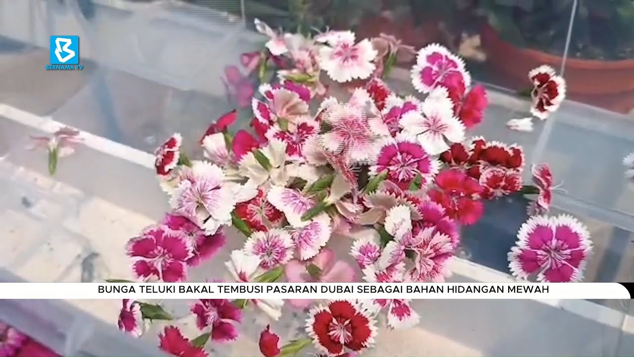 Bunga Teluki bakal tembusi pasaran Dubai sebagai bahan hidangan mewah ...