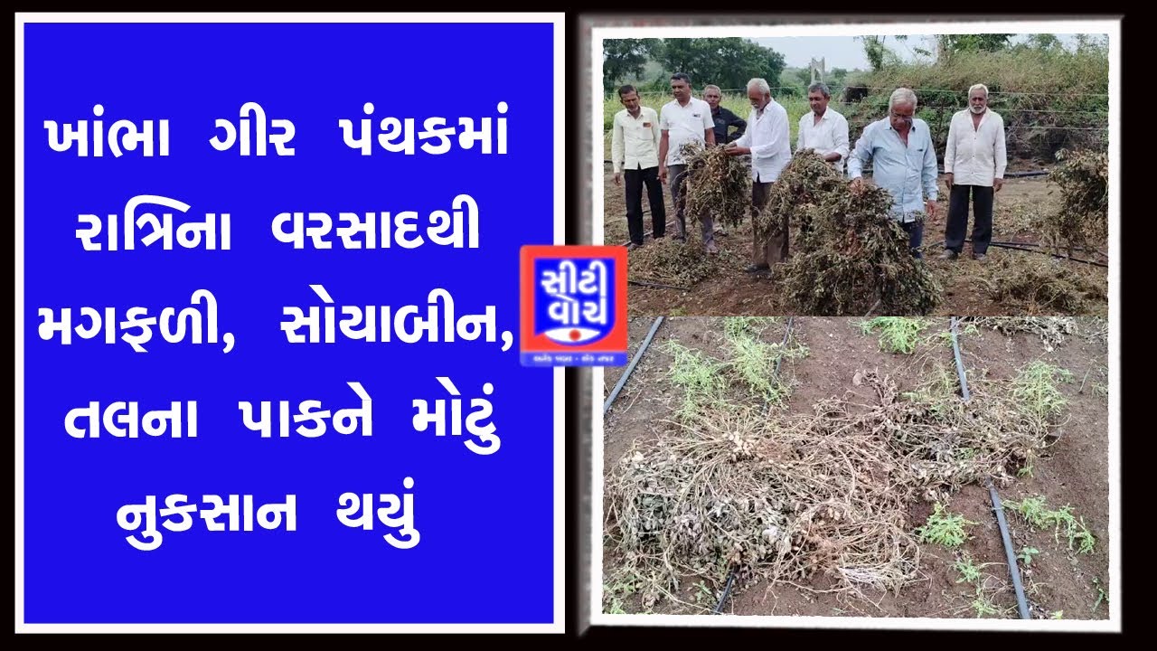 Khambha ગીર પંથકમાં રાત્રિના વરસાદથી મગફળી, સોયાબીન, તલના પાકને મોટું ...