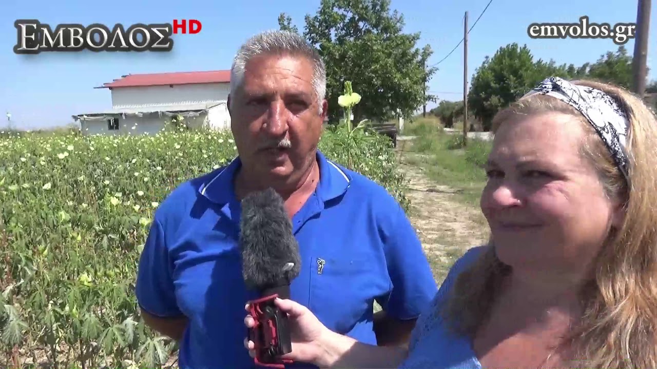Παραγωγή μπάμιας: Αγρόκτημα Γιώργου Γουσιόπουλου με μπάμιες γηγενούς ...