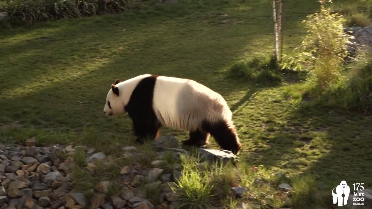 Verliebte Pandas im Zoo Berlin - Pandas in love - YouTube