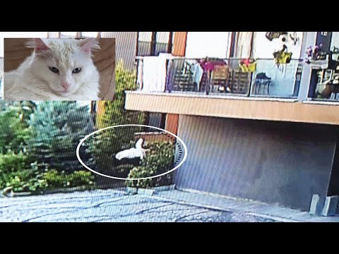 Kedi balkondan düştü. 8 canı daha var. Ama riske atamam.