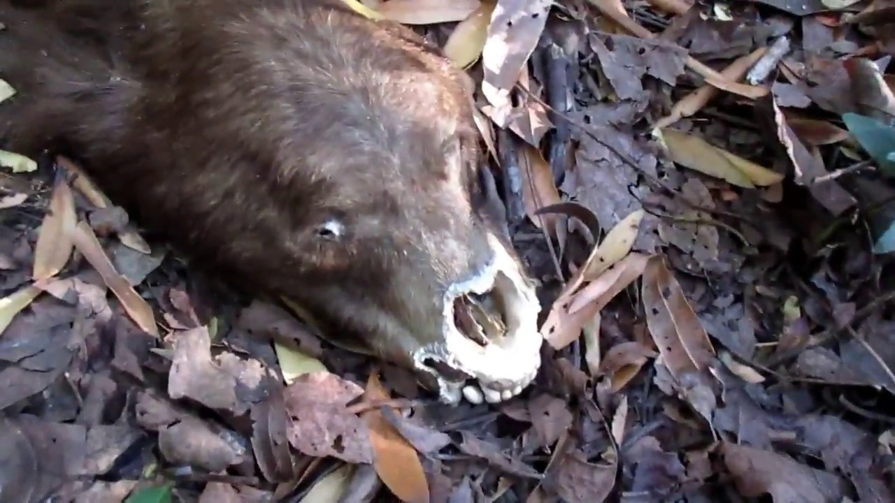 Bear Cub Carcass - YouTube