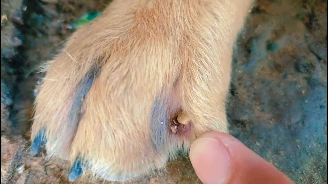 OMG! At its feet, as if something were there, I will take it off. - YouTube