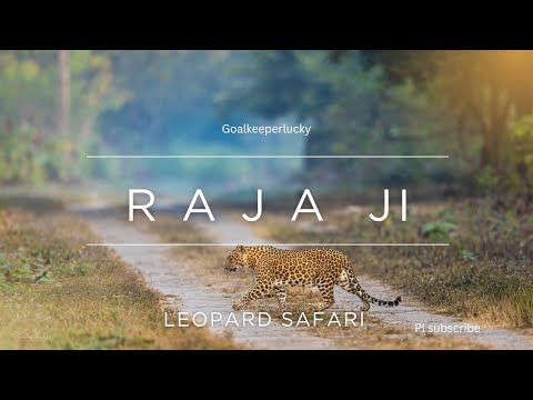 Raja ji Leopards #Leopard #wildlife #safari # junglesafari - YouTube