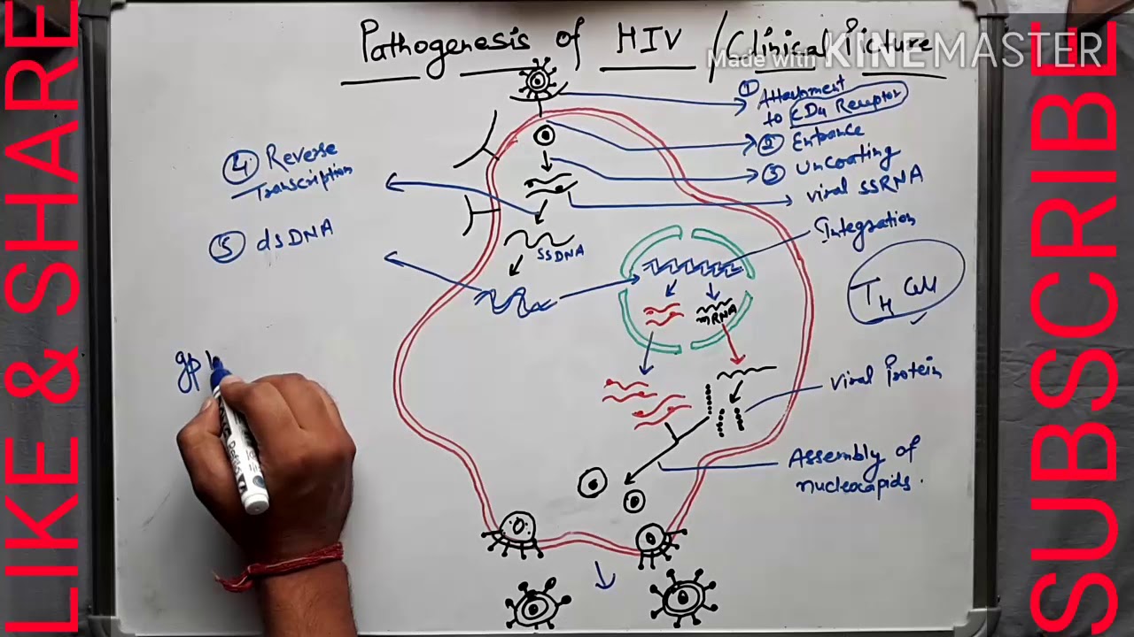 Pathogenesis of HIV/ AIDS in hindi (part-2) - YouTube