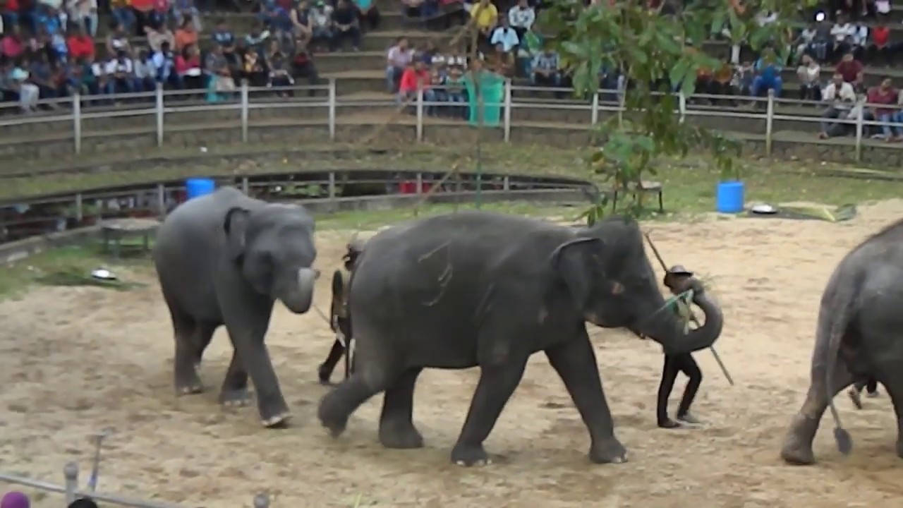 Elephant Dance - YouTube