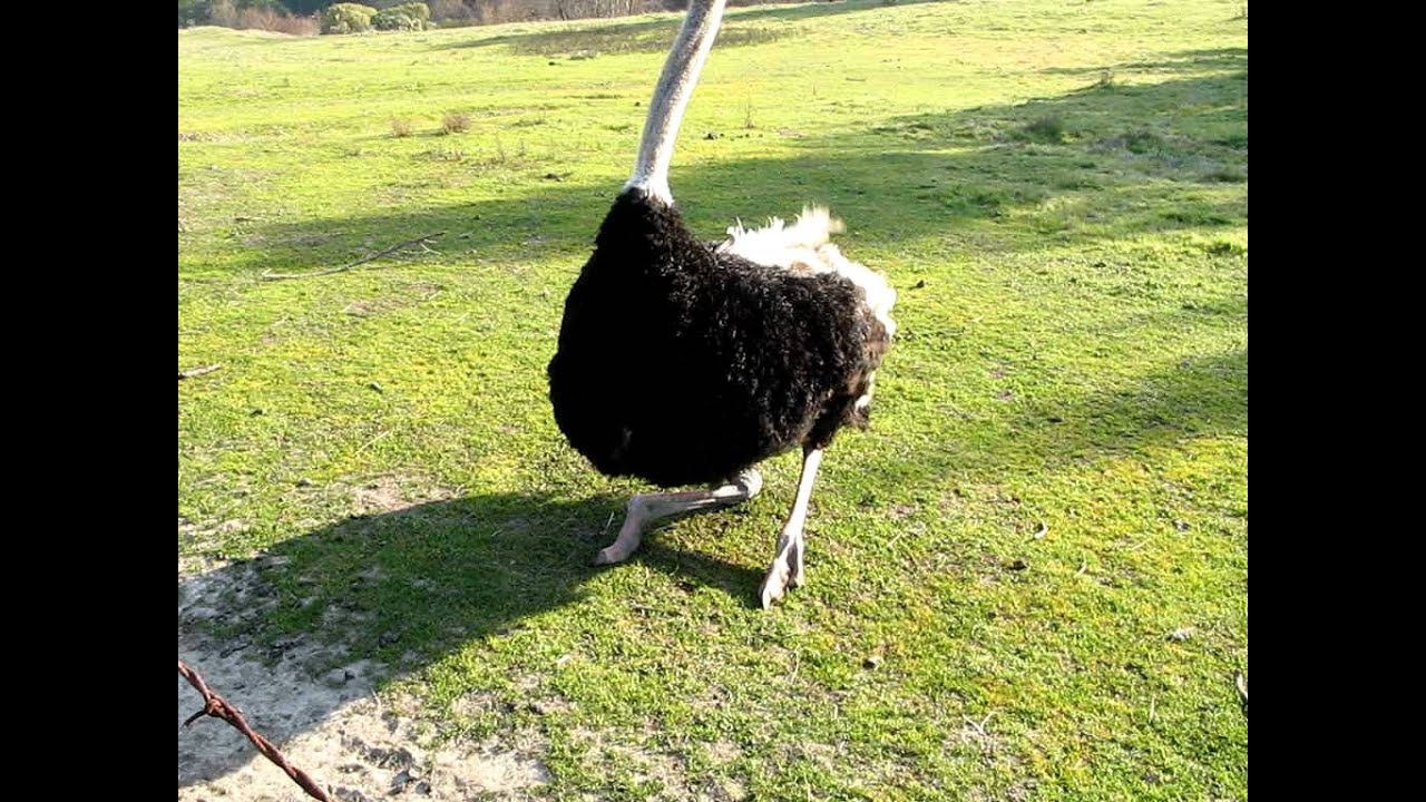 Ostrich Dance - YouTube