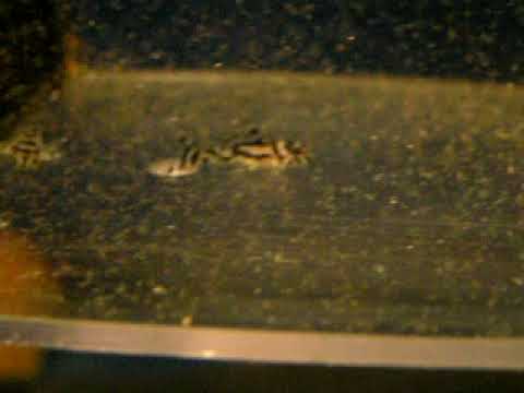 Hypanzcistrus zebra  L 46