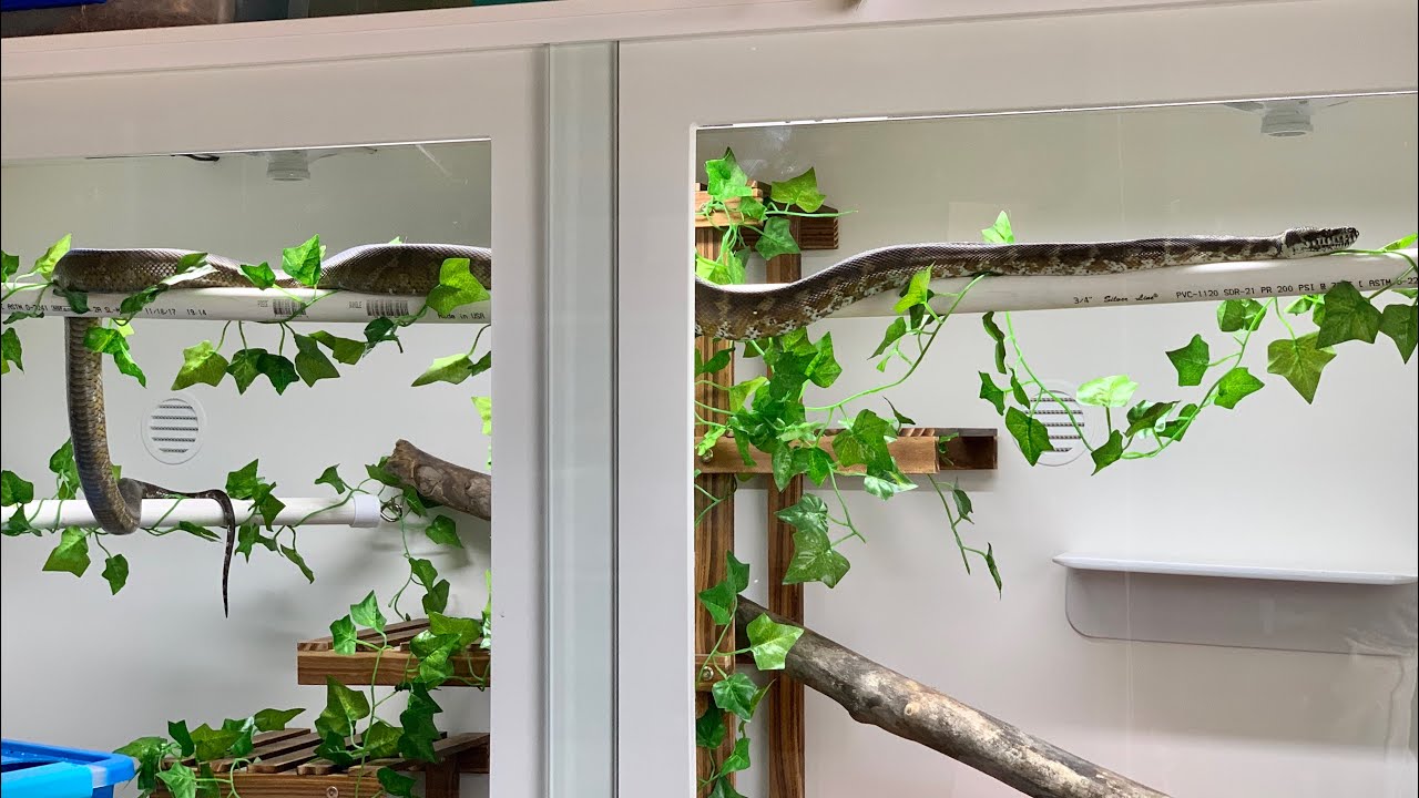 Enclosures by Brace Exotics - YouTube