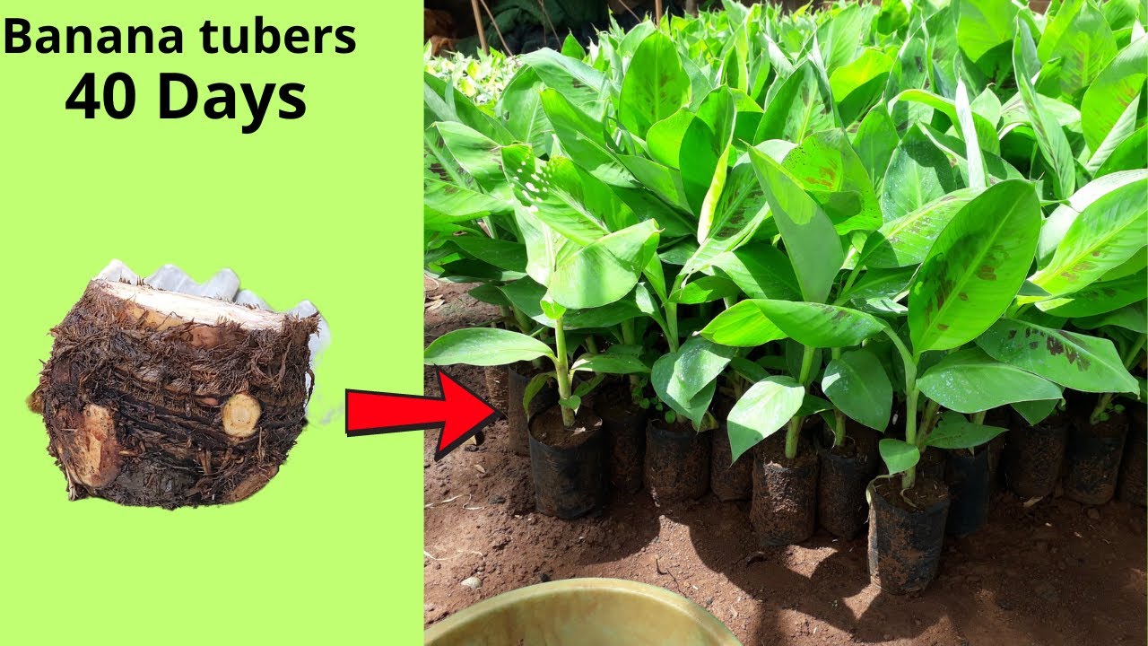 Summary of 2 methods of banana propagation using banana roots and ...