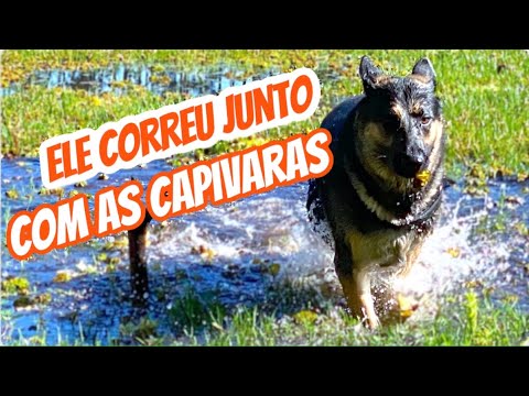 Tongariro bem livre | VANLIFE REAL