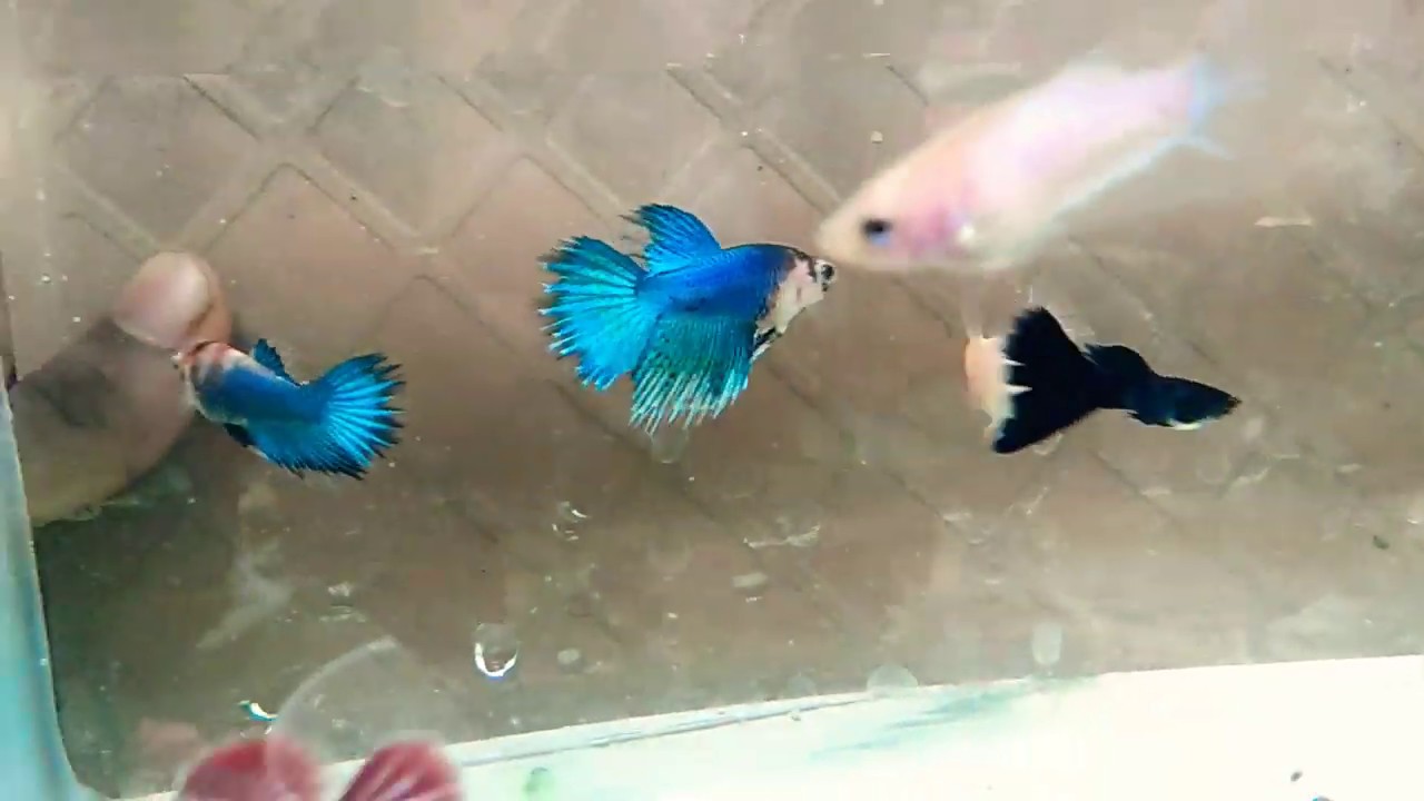 Betta fish fry's - YouTube