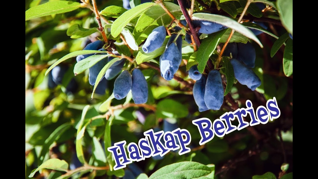 Haskaps: A Wild Edible Fruit that is Easily Cultivated - YouTube