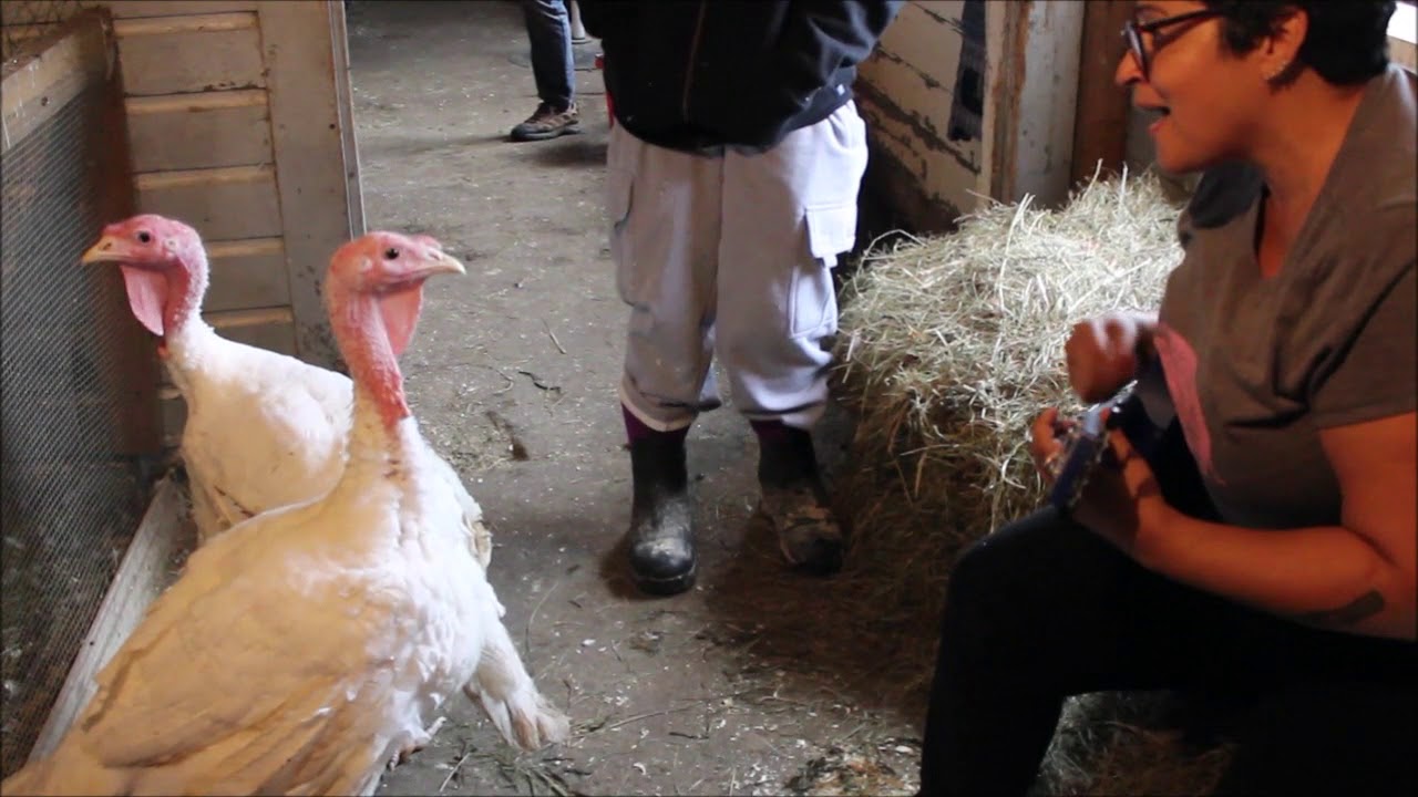 Maple Farm Sanctuary Volunteer Serenades New Turkeys - YouTube