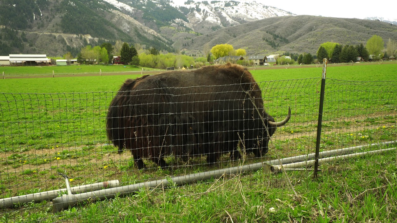 Close_up look at a YAK at a ranch in Utah - YouTube