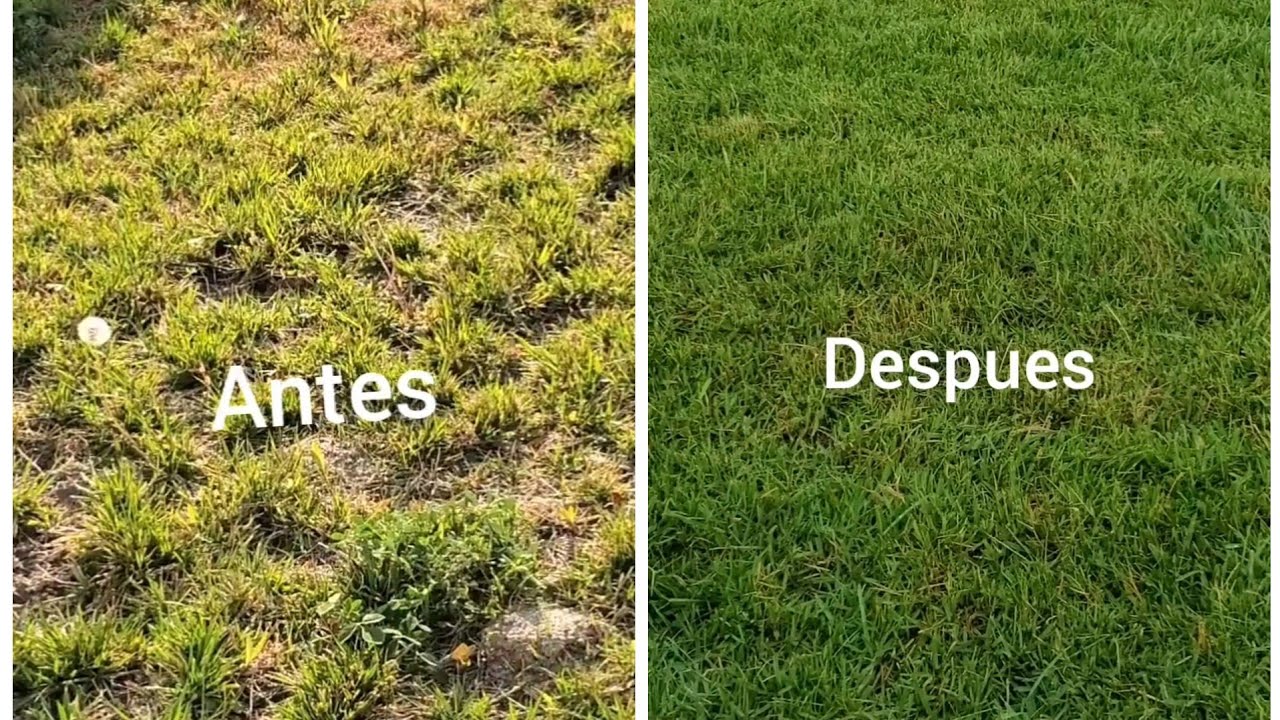 Como reparar y eliminar la yerba su zacate. - YouTube