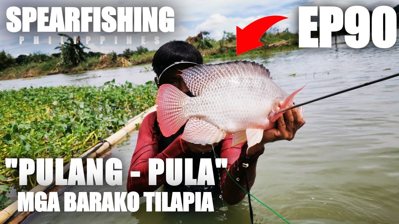Fishing Philippines : PULANG, PULA MGA BARAKO HULI! #spearfishing # ...
