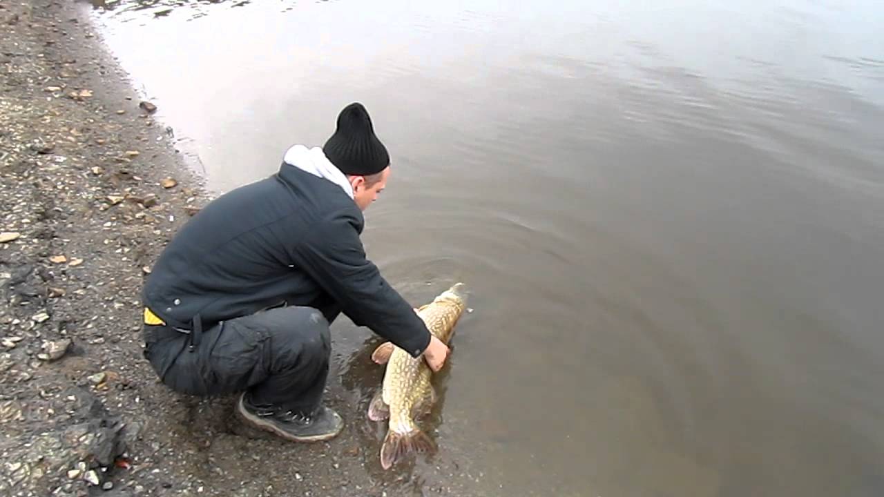 lydeka 8.2kg (garbanius) - YouTube