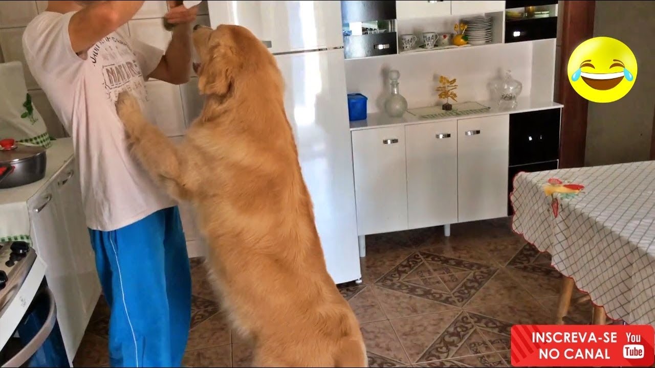 Golden.. Quase que me derruba em cima do Fogão!!! - YouTube