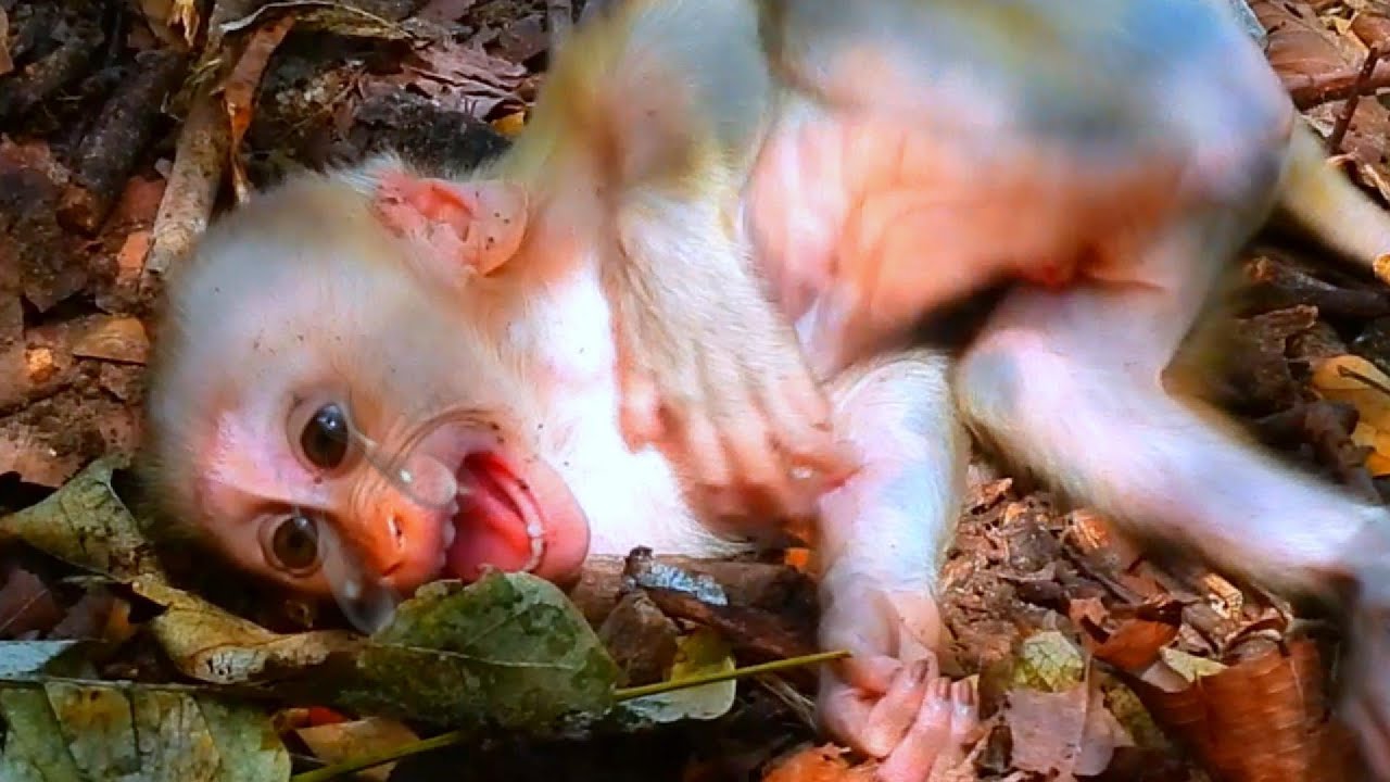 {Monkey Luna Luci and Libby Leo. Love monkey } #monkey - YouTube