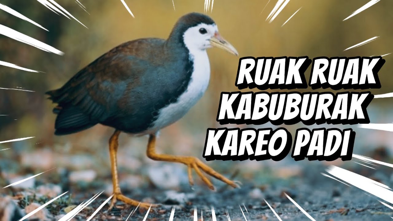 Suara burung RUAK RUAK Kabuburak, Burak Burak, Truwok, Uwok, Tur Kruwok, Kareo Padi untuk ...