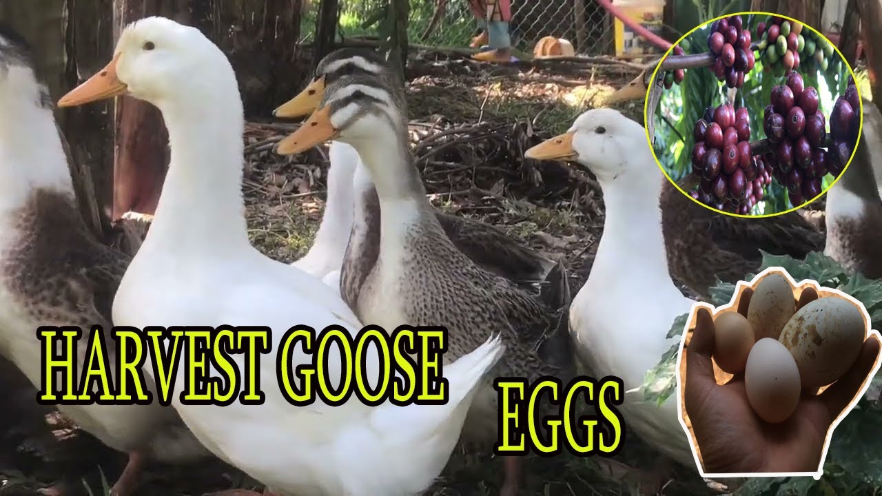 Harvest Goose Eggs - 365 days of relaxation- black duck and white duck ...