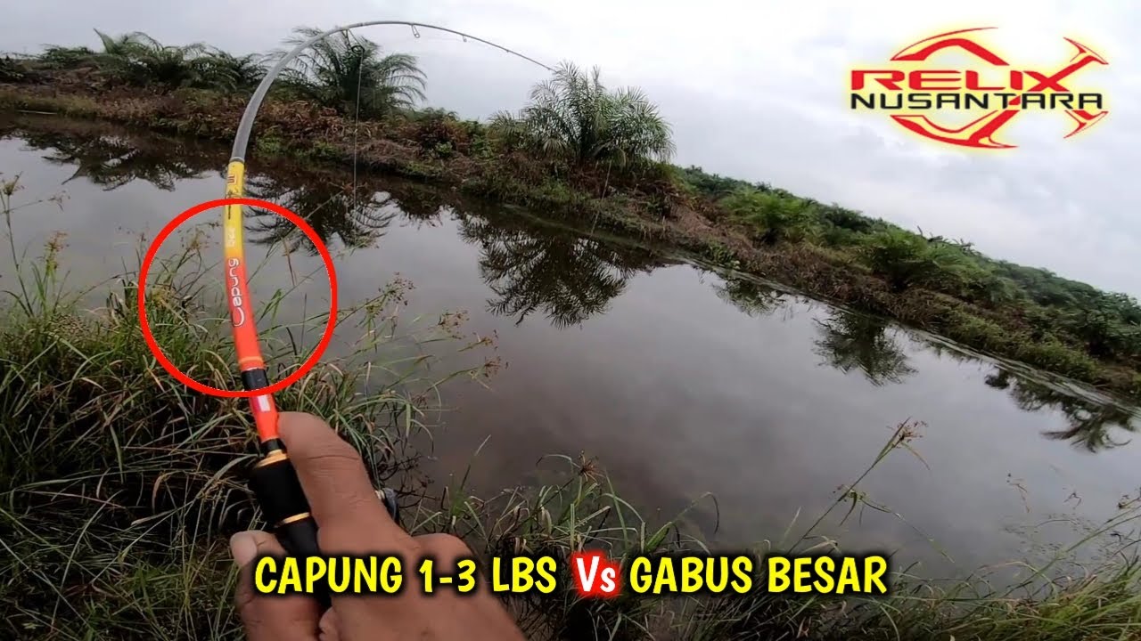 CAPUNG 1-3 LBS VS IKAN GABUS BESAR / RELIX NUSANTARA ROD - YouTube
