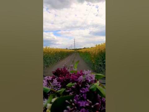 Рапсове поле, поле ріпак🥰. - YouTube