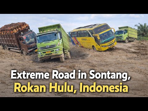 Extreme Road in Sontang, Rokan Hulu, Indonesia | Trucks & Bus Struggle Through Deep Mud