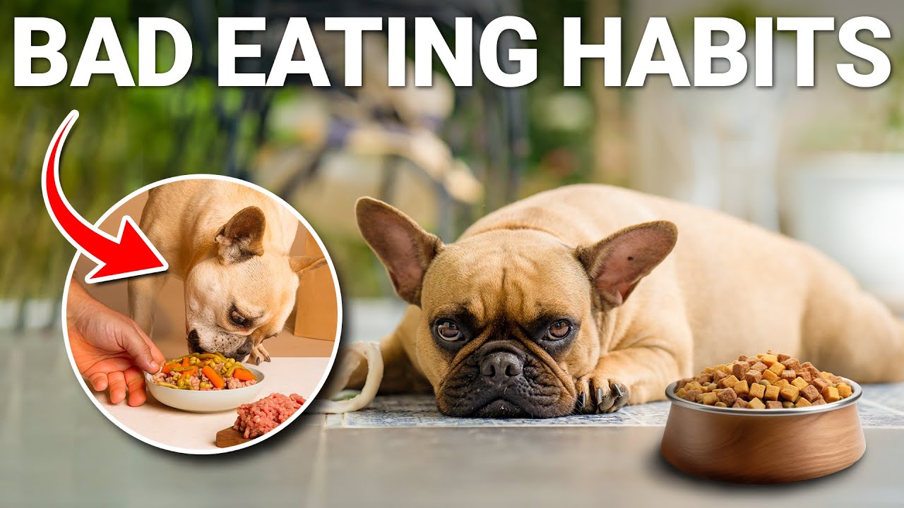 Your Dog MAY Have an Eating Disorder... Here's what to do! - YouTube
