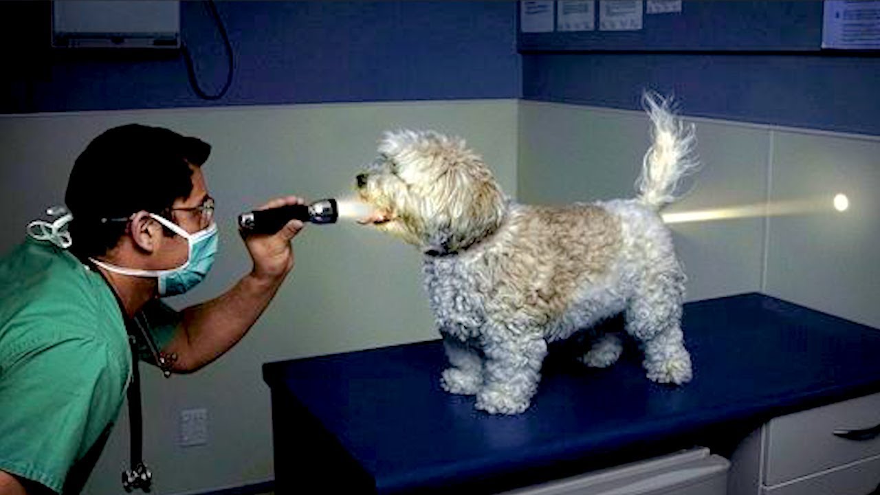 These Pets Will Cheer up Your Day And Make it Better 🥰 - YouTube