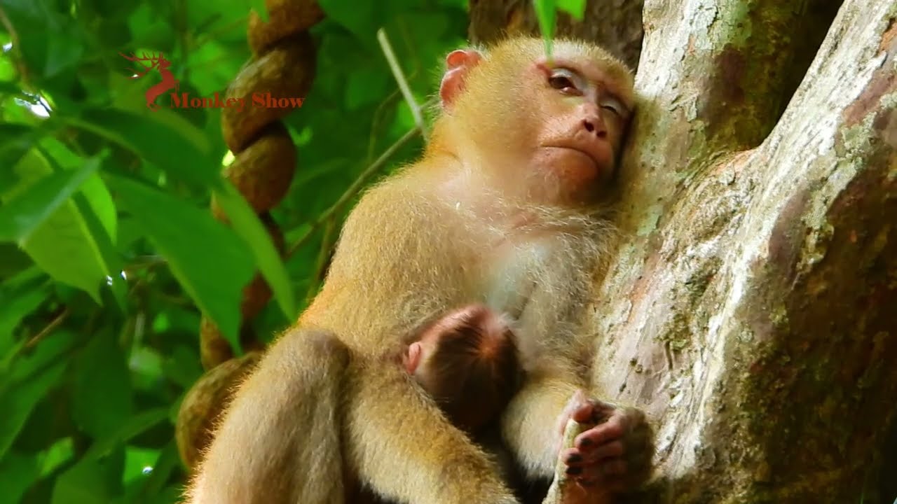 Monkey Luna hugs and sleeps with her cute baby - YouTube
