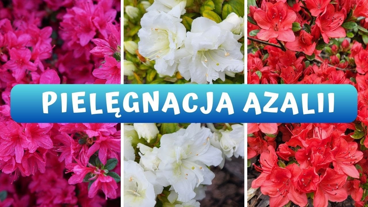 Jak pielęgnować Azalie Japońskie żeby długo i obficie kwitły? 🌸🌸🌸 - YouTube
