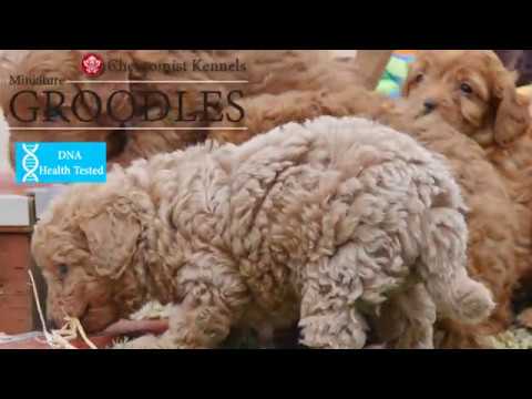 Red Miniature Groodle - YouTube