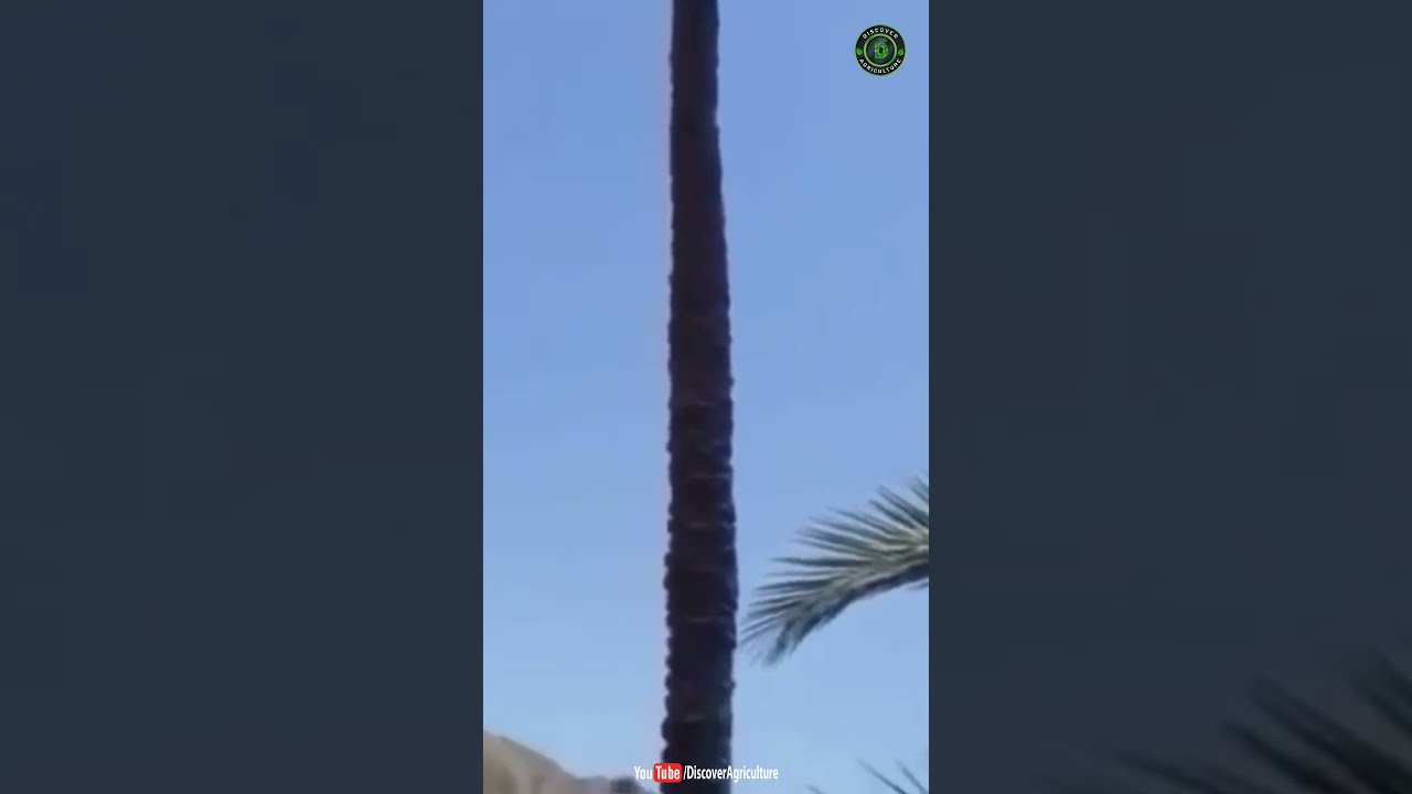 Goat Climbing Palm Tree..! - YouTube